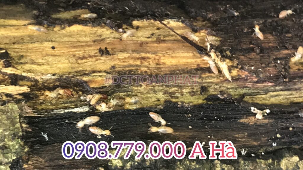 Nhận Diệt Mối Tận Gốc Tại Quận 4